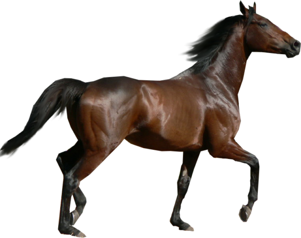 Froncontrol ( Veloxa XL ) - Vermifuge chien de 17,5kg à 70 kg 2 cp ...