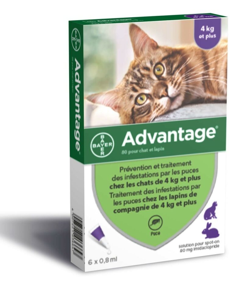 Antipuces et tiques du CHAT | France Véto