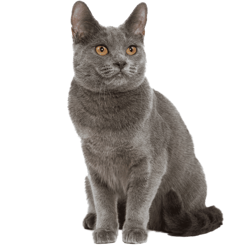 Vitalité et tonus CHAT | France Véto