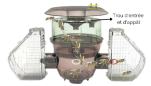 Velutina Trap-Piège à frelon asiatique hautement sélectif - BEEVITAL ...